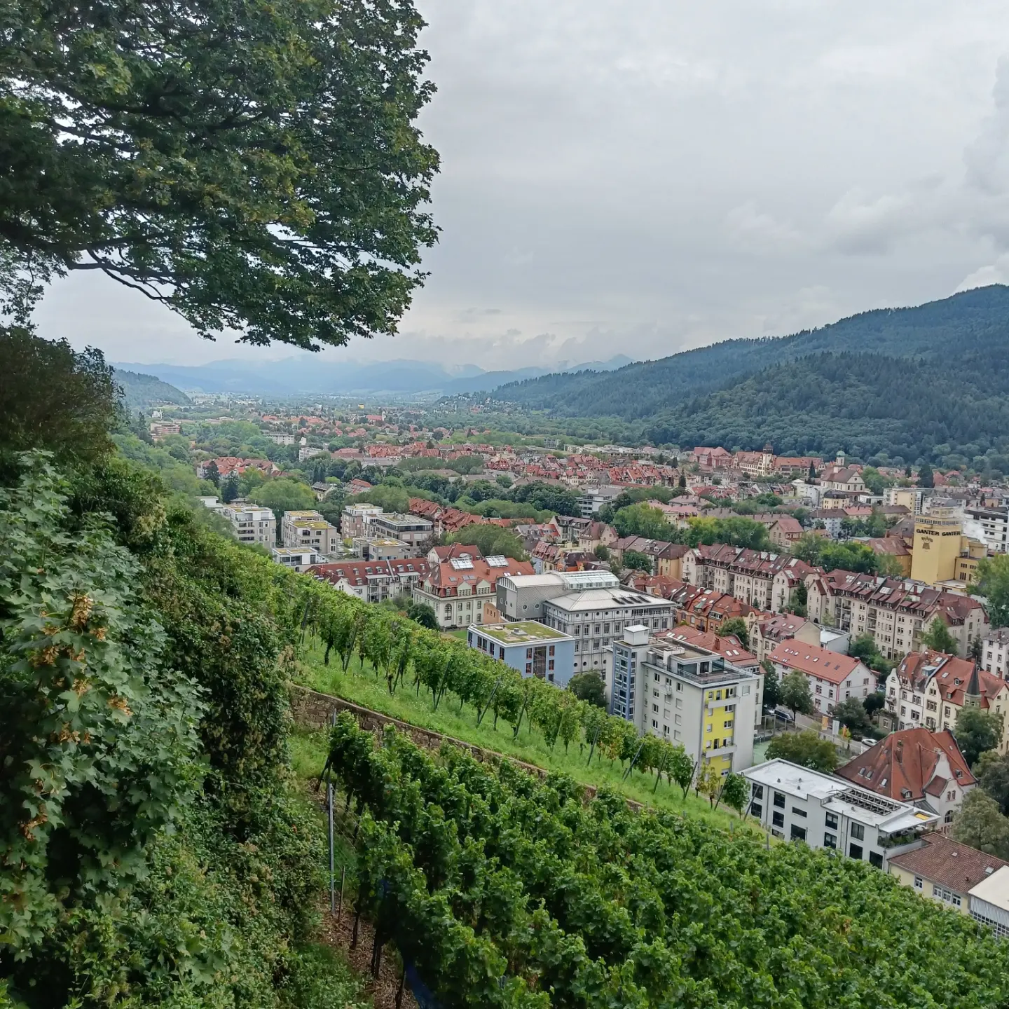 Green City | IES Abroad